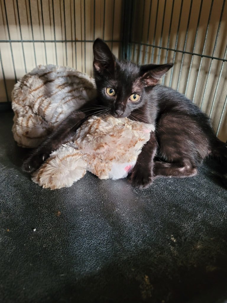 Yogie and Friends | FIV+ Cats