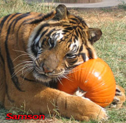 Yogie and Friends News | Yogie and Friends