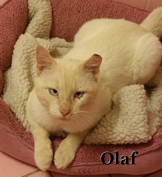 July 2015 Newletter | Yogie and Friends