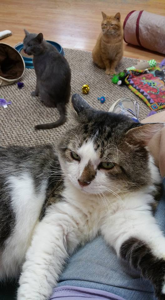 About Us | Yogie and Friends