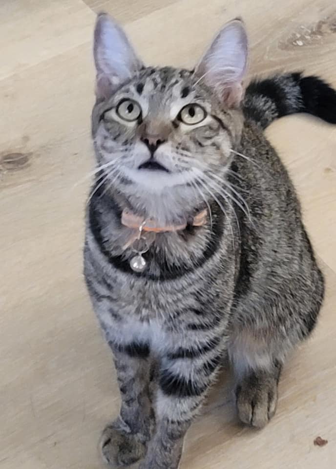 August 2022 Newsletter | Yogie and Friends